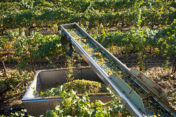 From Grapes to Glass: The History and Process of Winemaking